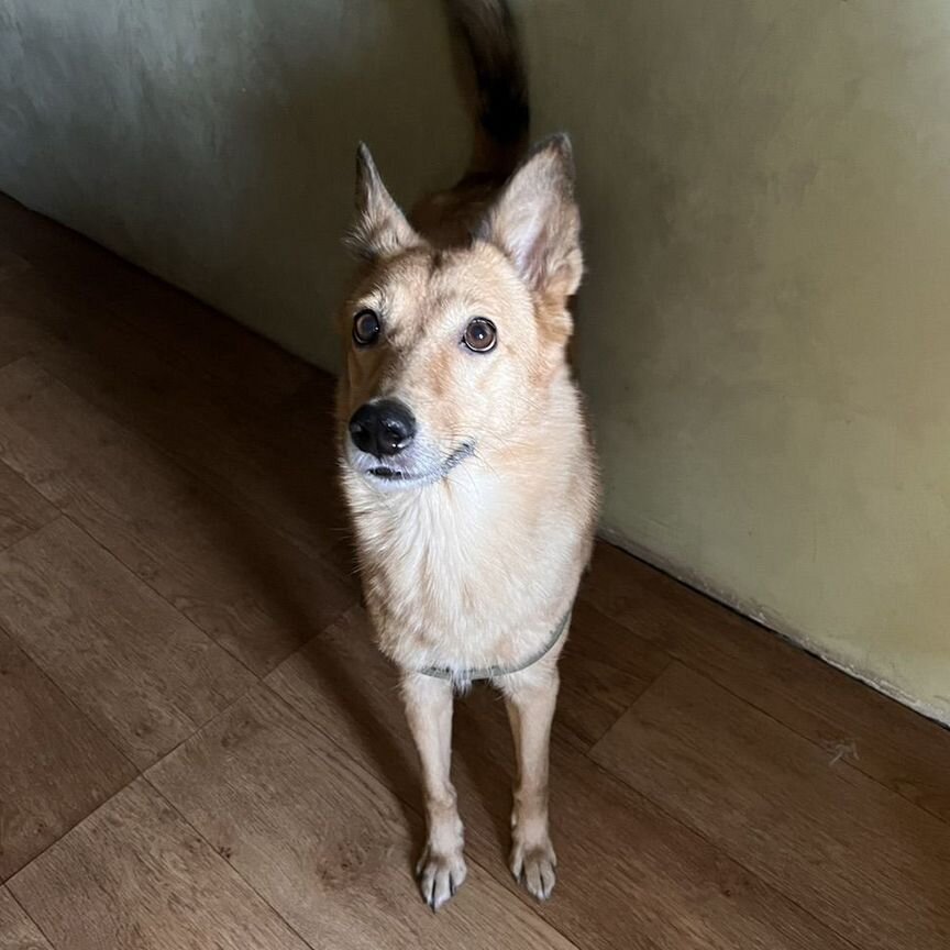 Взрослая собака в добрые руки