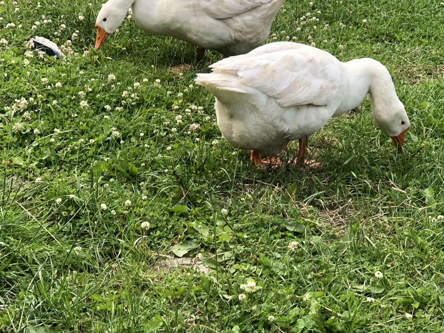 Гуси взрослые порода Линда