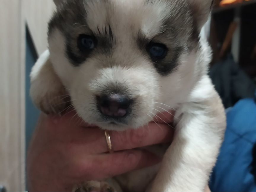 Продам Сибирская хаски щенок