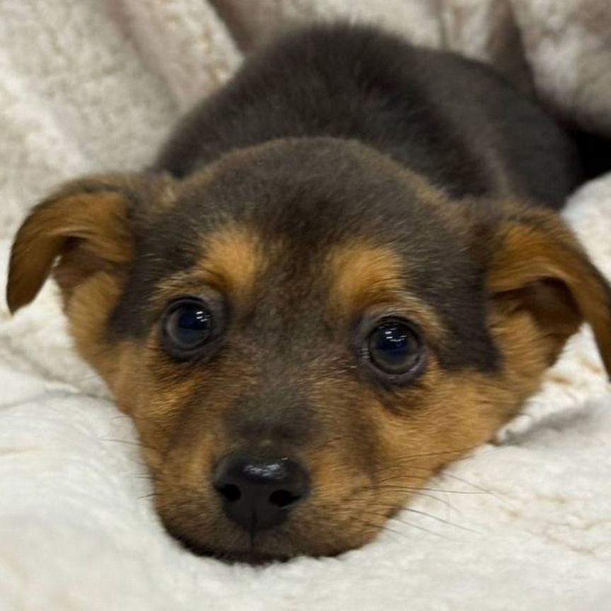 Щенок в добрые руки