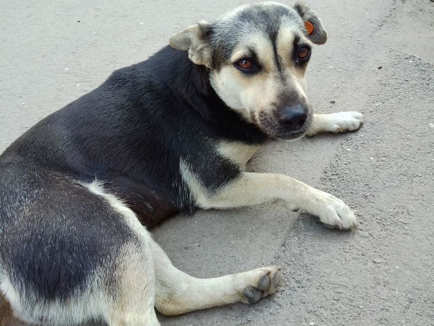 Маленькая собака в добрые руки бесплатно