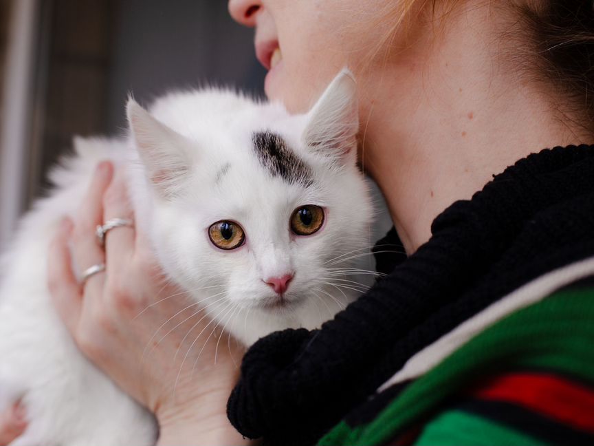 Котенка предали