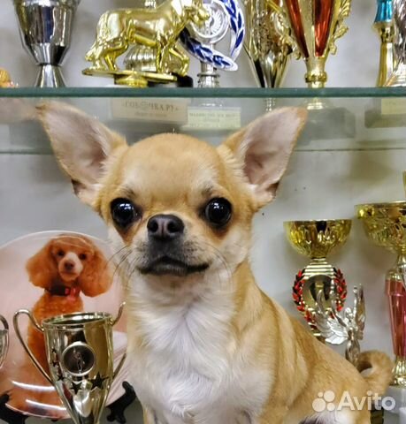 Чихуахуа кобель на вязку