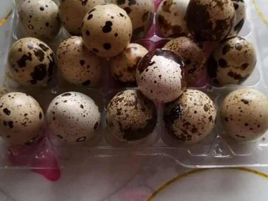 Яйцо перепелинное, инкубационное