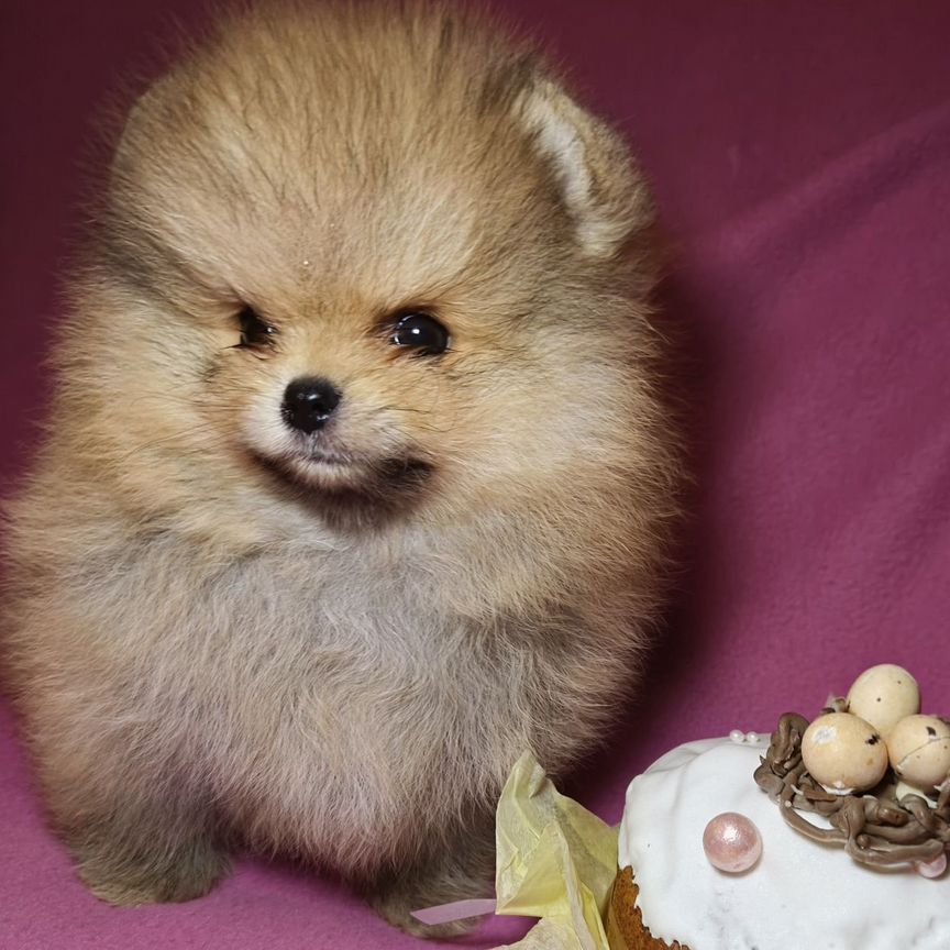 Померанский шпиц, щенок