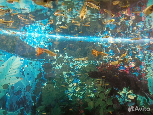 Аквариумные рыбки гуппи отдаю