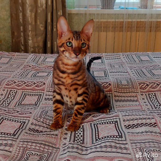 Тойгер кот