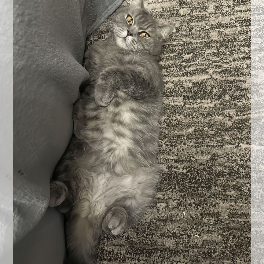 Британская короткошёрстная, взрослая кошка