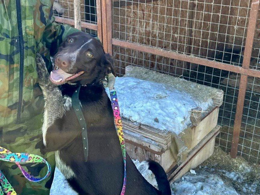 Собака в добрые руки отдам бесплатно
