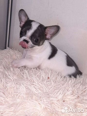 Две девочки красотки