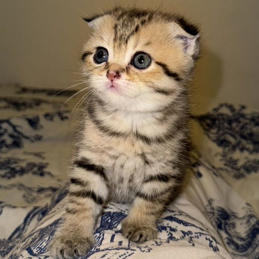 Шотландский вислоухий короткошёрстный котёнок