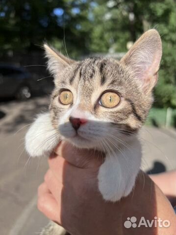 Молодая кошка девочка