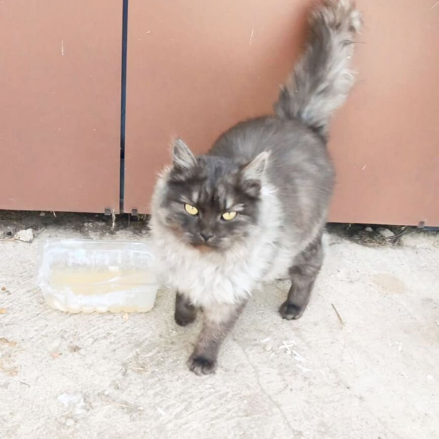Котёнок девочка 7 мес брошена