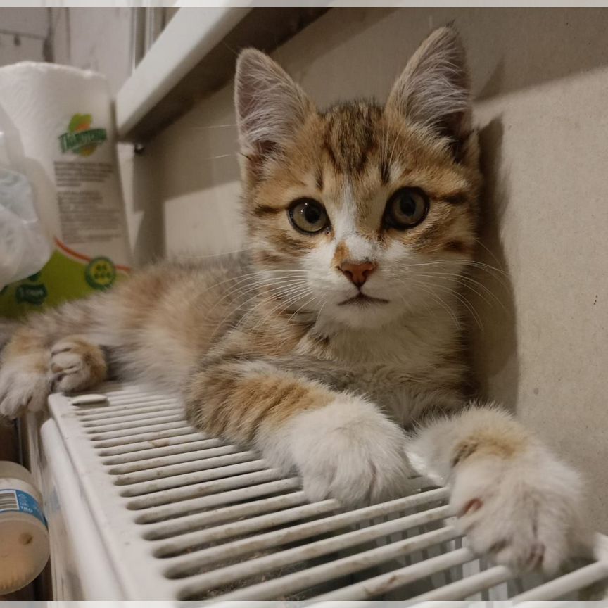 Щенки, котята, собаки, кошки