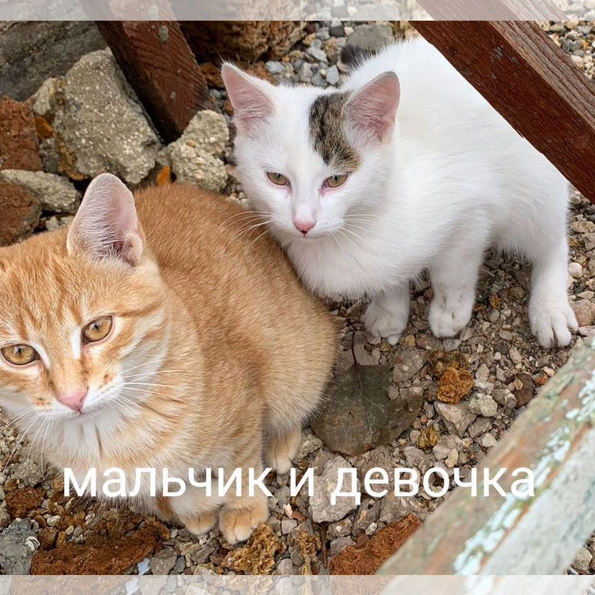 Бездомные- рыжий мальчик, белая- девочка