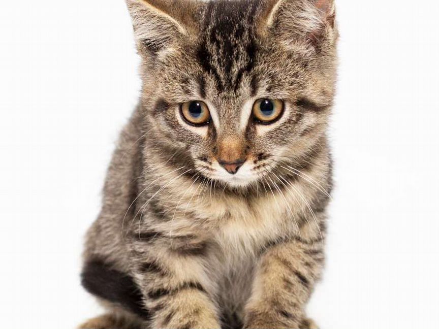 Котенок ищет хозяина