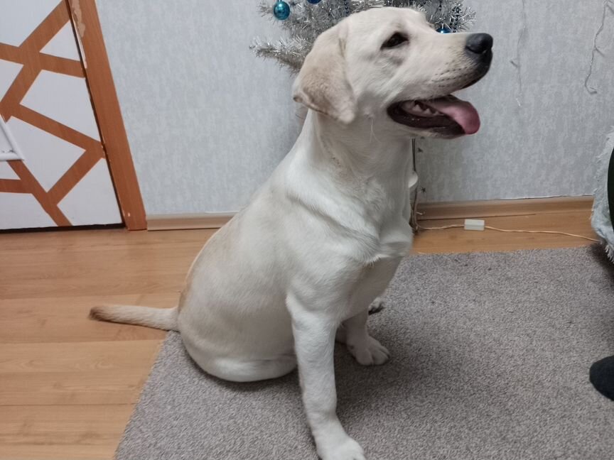 В добрые руки