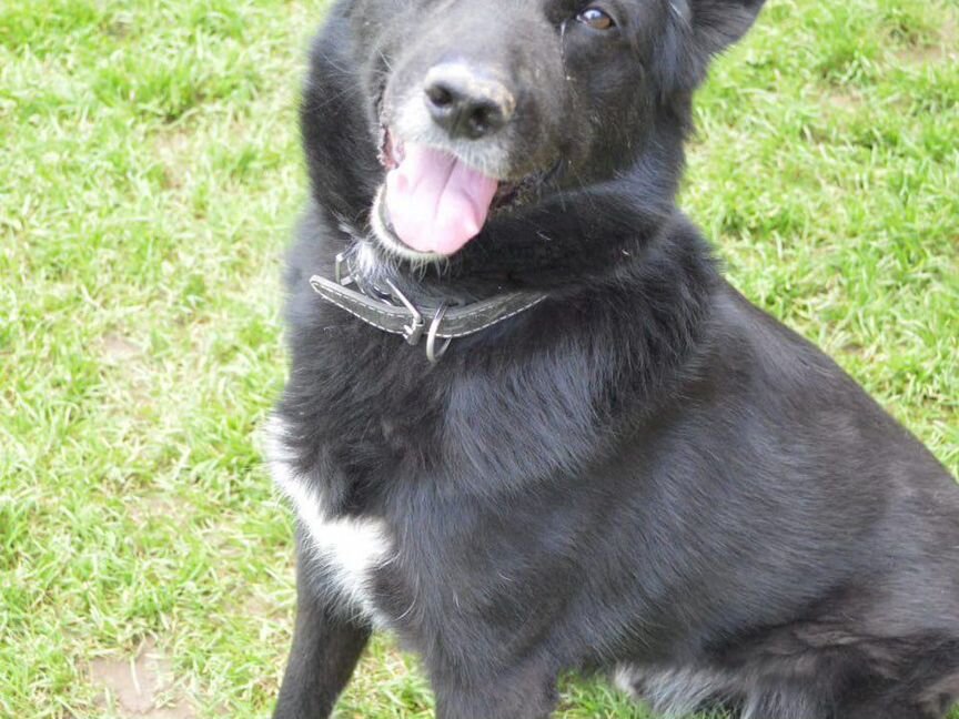 Собака в добрые руки