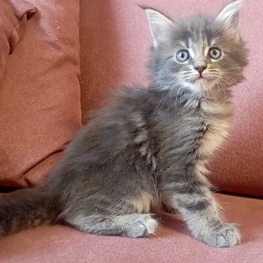 Котята мейн-кун