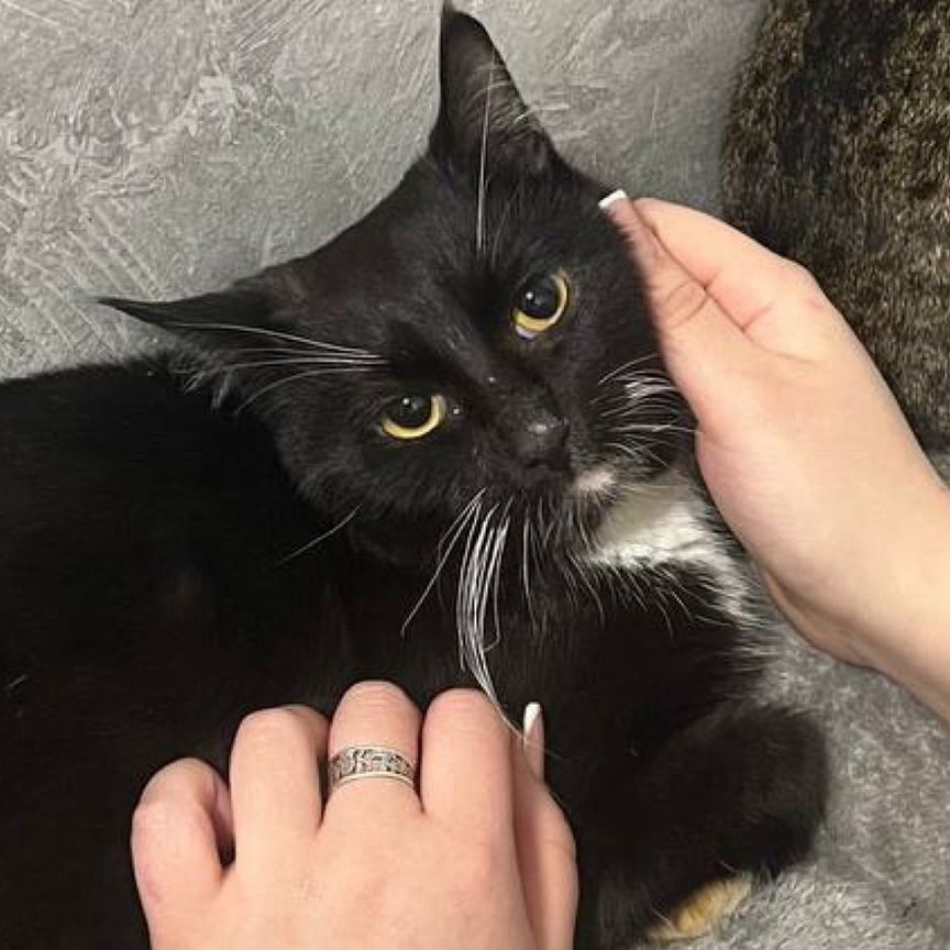 Взрослый кот в добрые руки