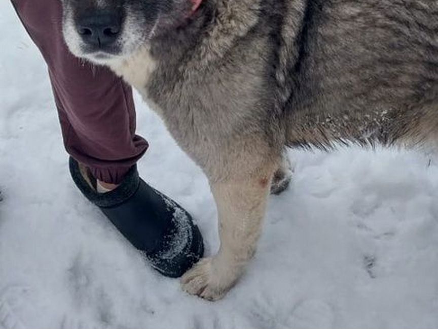 Ищем новых хозяев