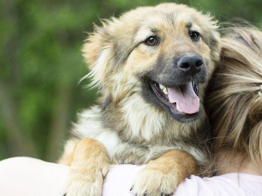 Щенок в добрые руки