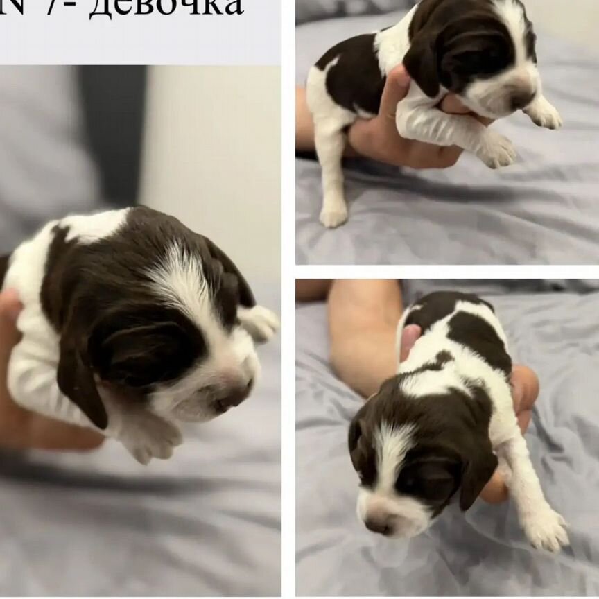 Русский охотничий спаниель, щенок