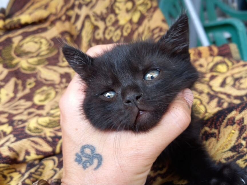 Котёнок в добрые руки