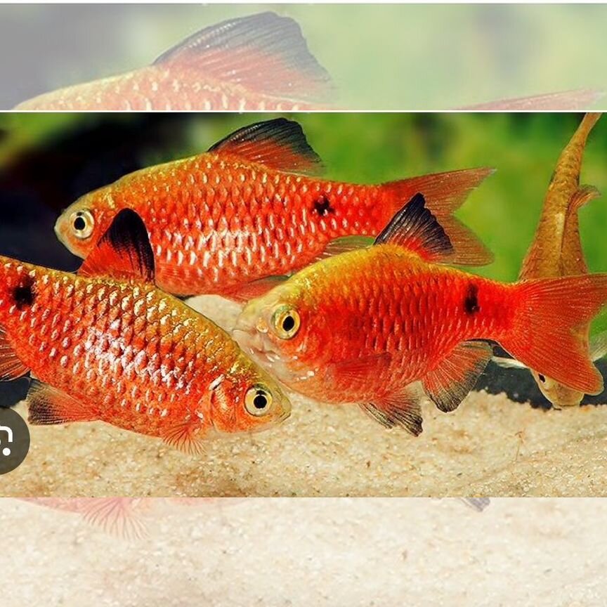 Барбус огненныймальки