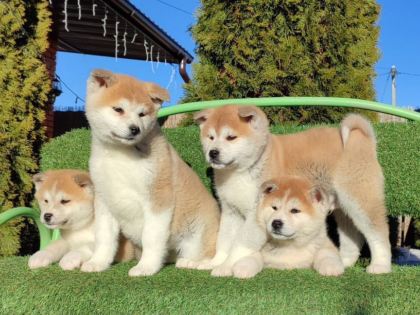 Акита ину дети