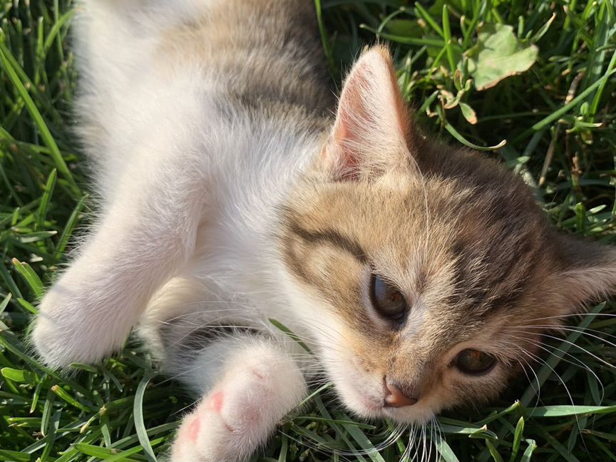 Кошечка, потомственная крысоловка