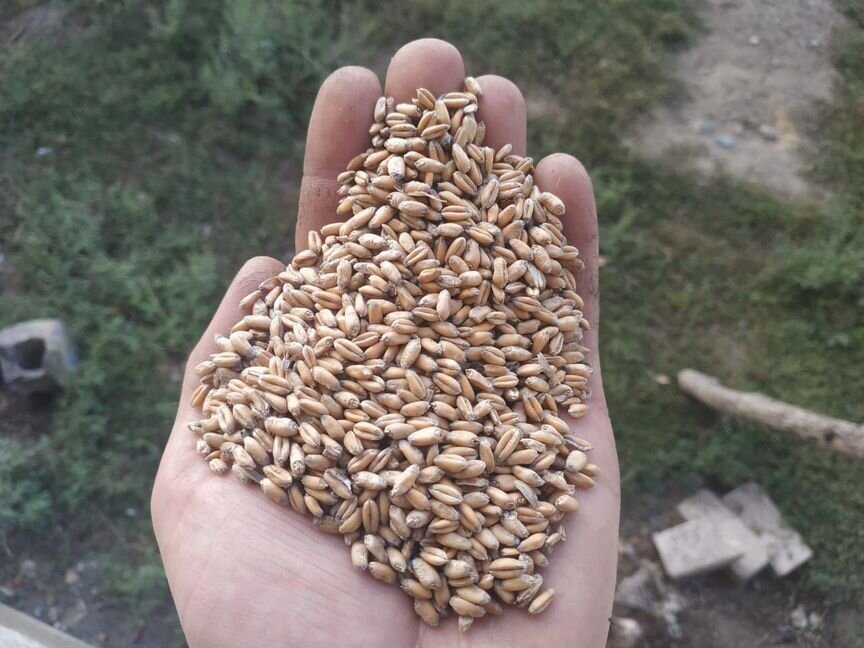 Продаю зерно