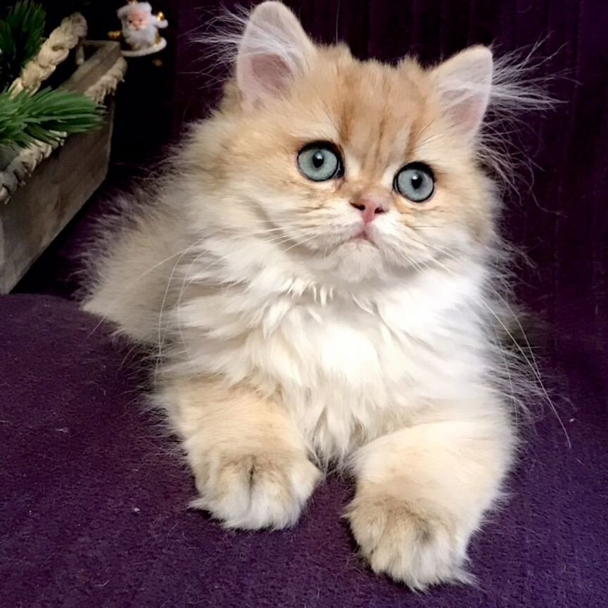 Британский длинношёрстный котёнок