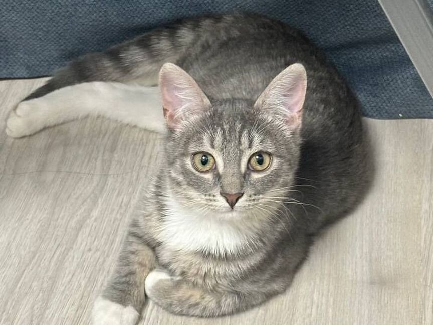 Котик подросток 5-6 месяцев