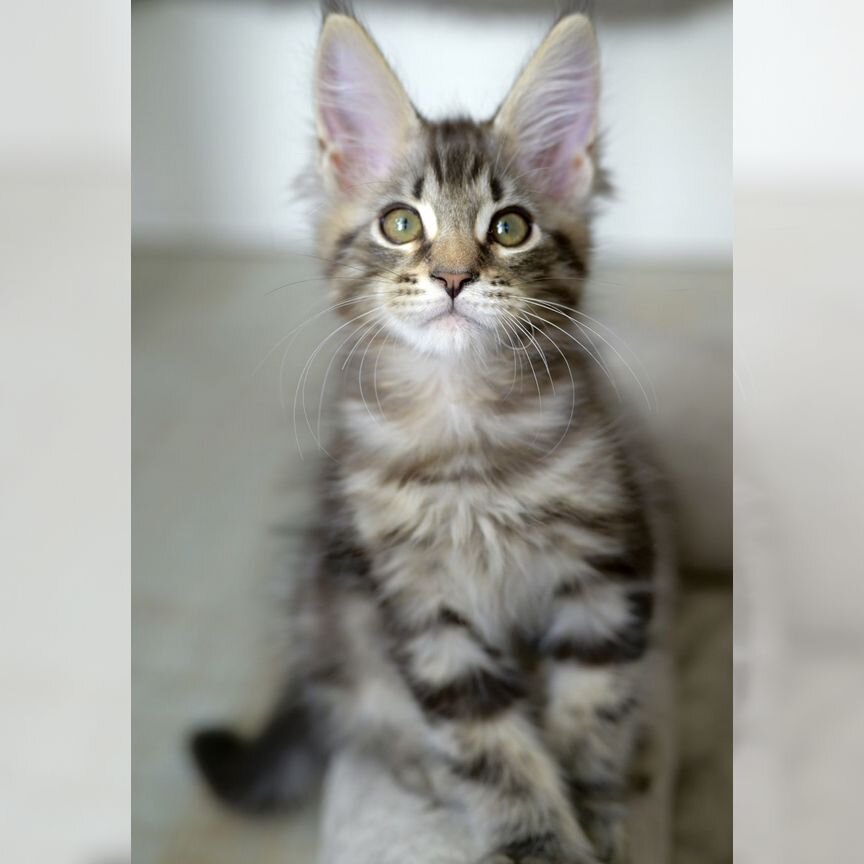 Котята мейн-кун полидакт с документами