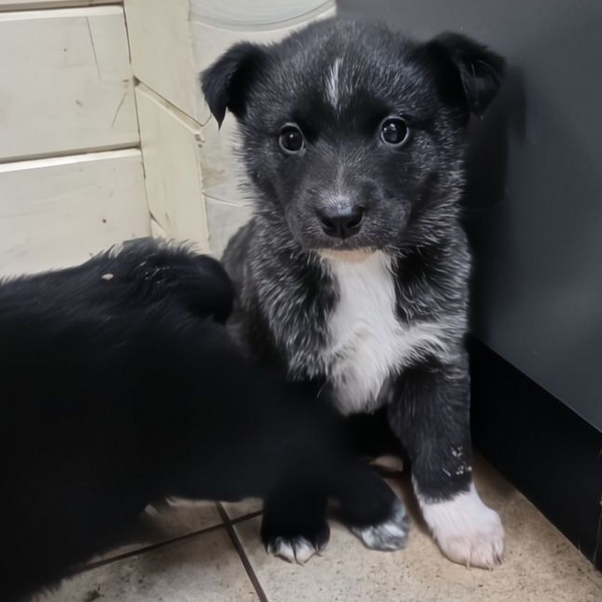 Щенок в добрые руки