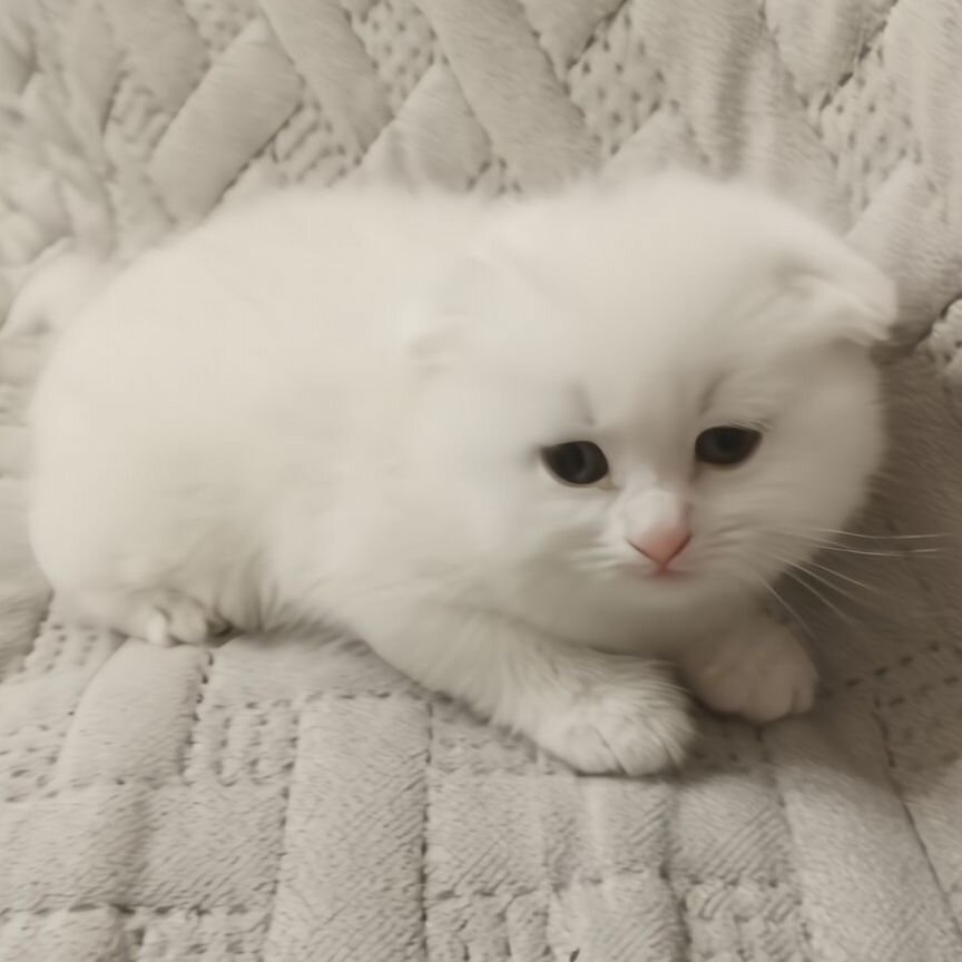 Шотландский вислоухий короткошёрстный котёнок