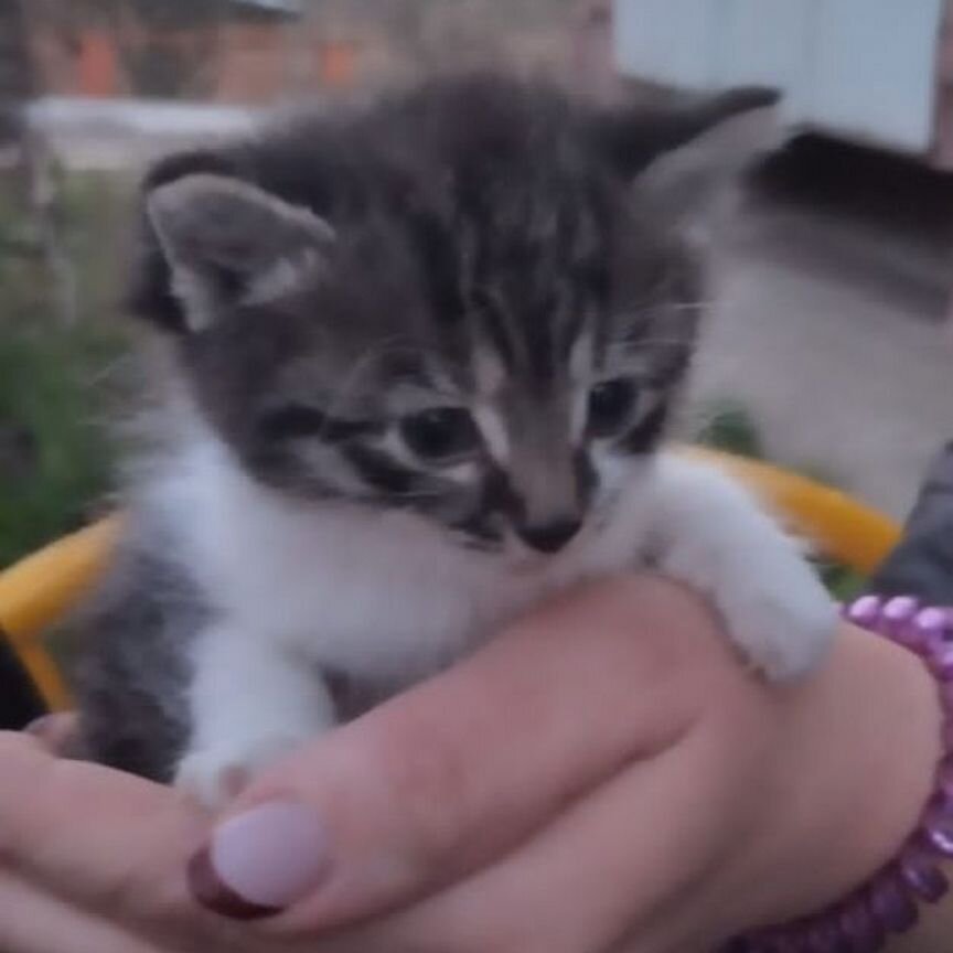 Котëнок в добрые руки бесплатно девочка
