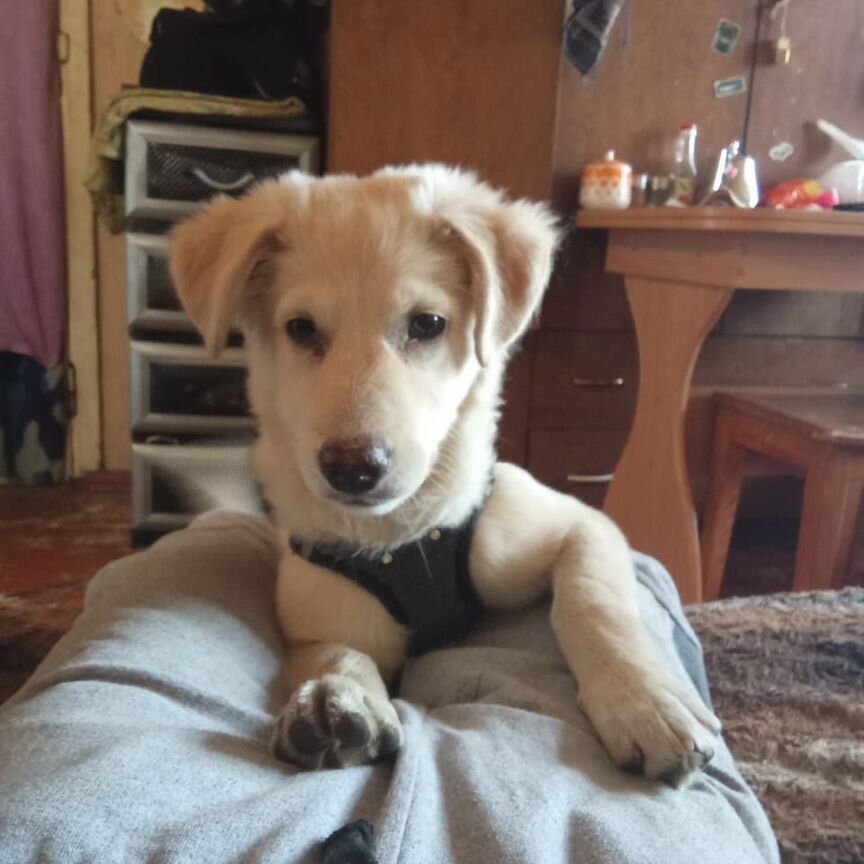 Отдам бесплатно, лабрадор дворняшка, 2,5 месяца