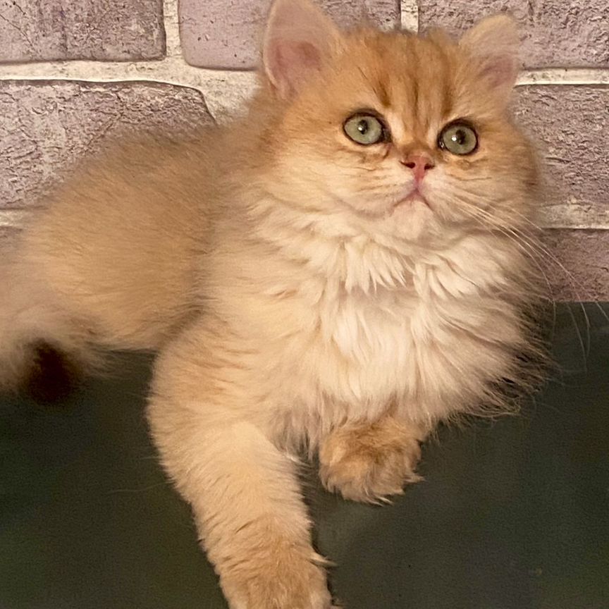 Британский длинношёрстный котёнок