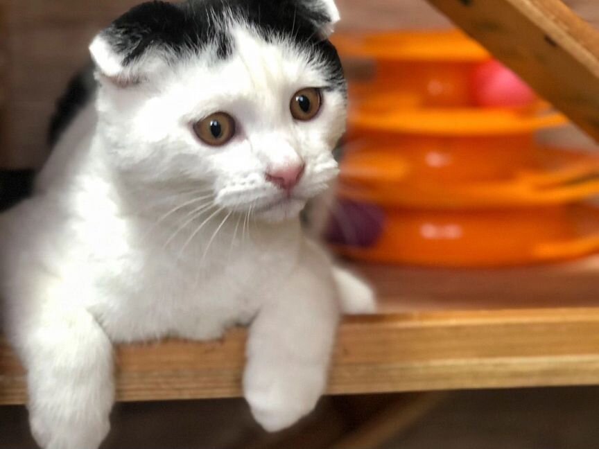 Котенок