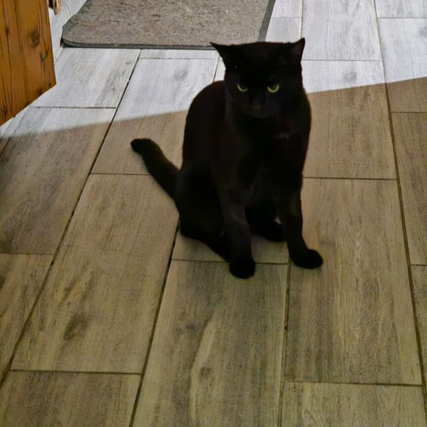 Котики бесплатно в добрые руки