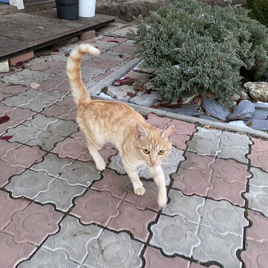 Котята в добрые руки даром