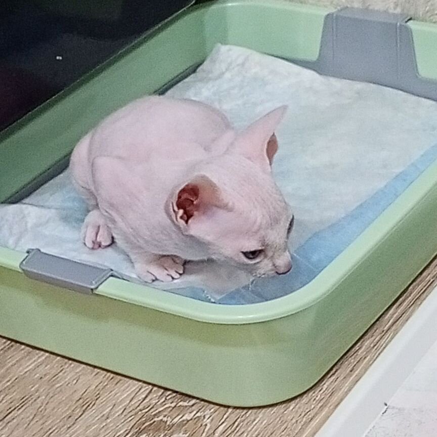 Донской сфинкс котята