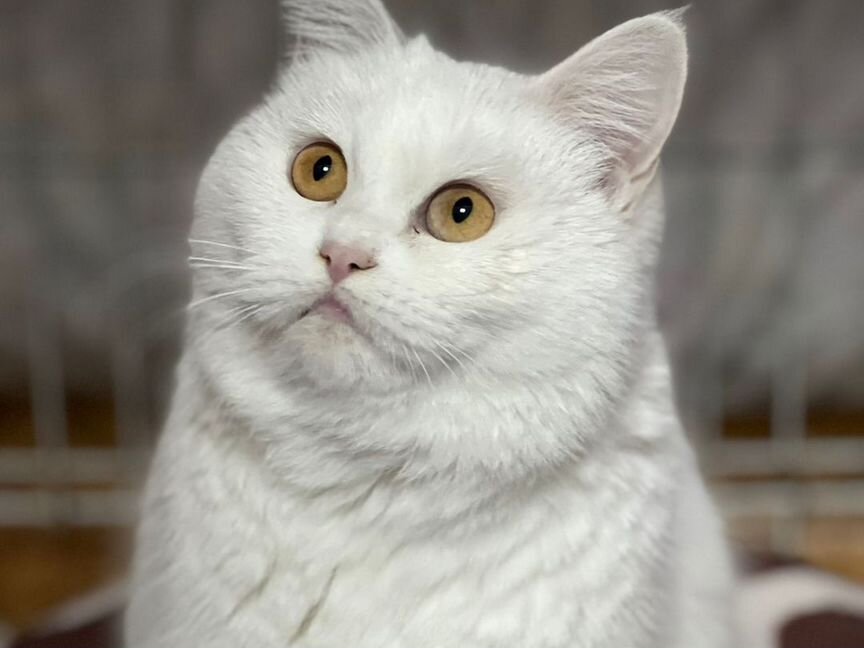 Кошечка ищет семью