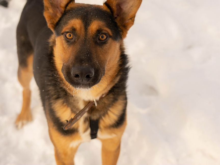 Одинокий Яго ищет добрые руки