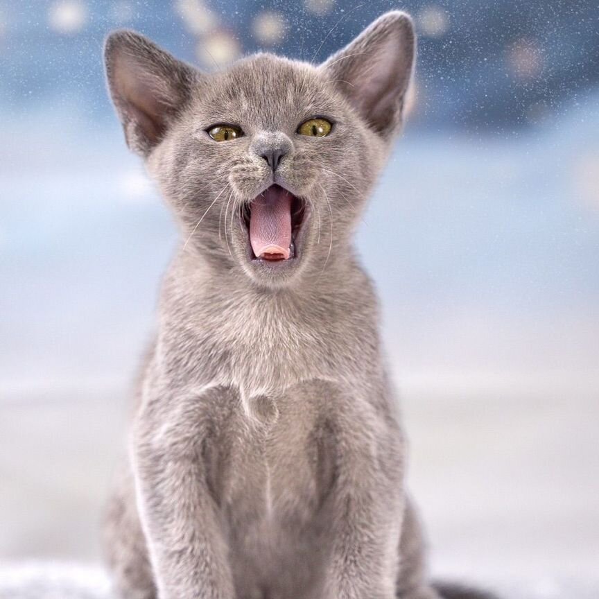 Европейский бурманский котёнок