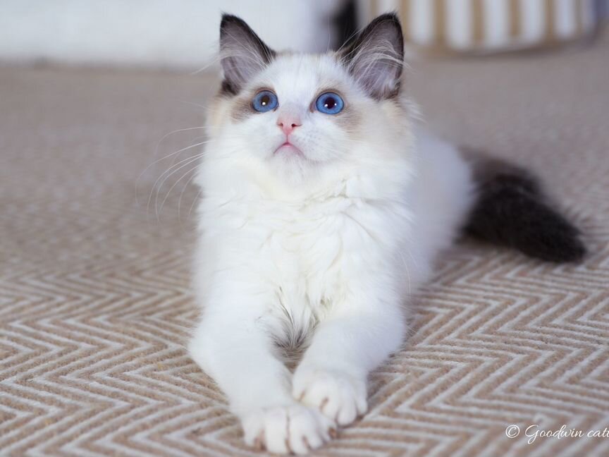 Девочка рэгдолл 3 мес