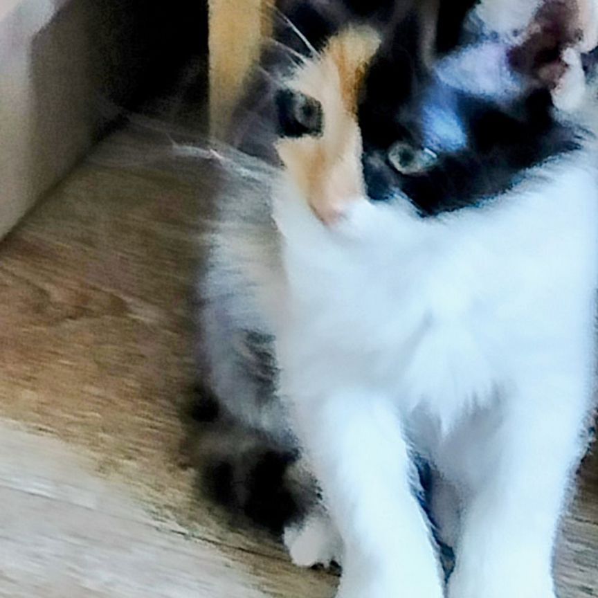 Котенок девочка в добрые руки