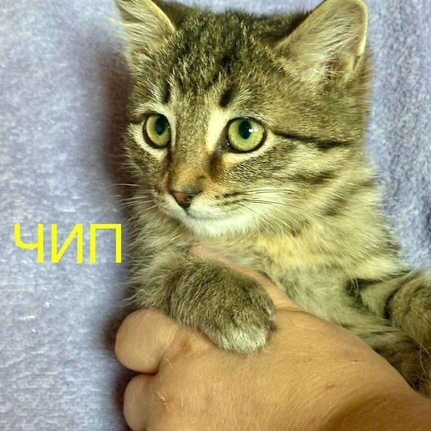 Европейский короткошёрстный котёнок